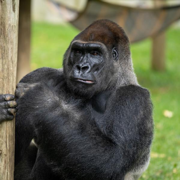 Western Lowland Gorilla | Columbus Zoo and Aquarium