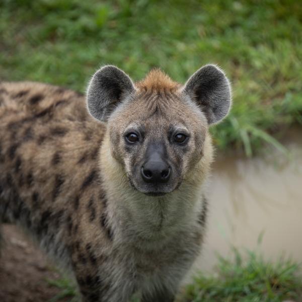 Spotted Hyena | Columbus Zoo and Aquarium