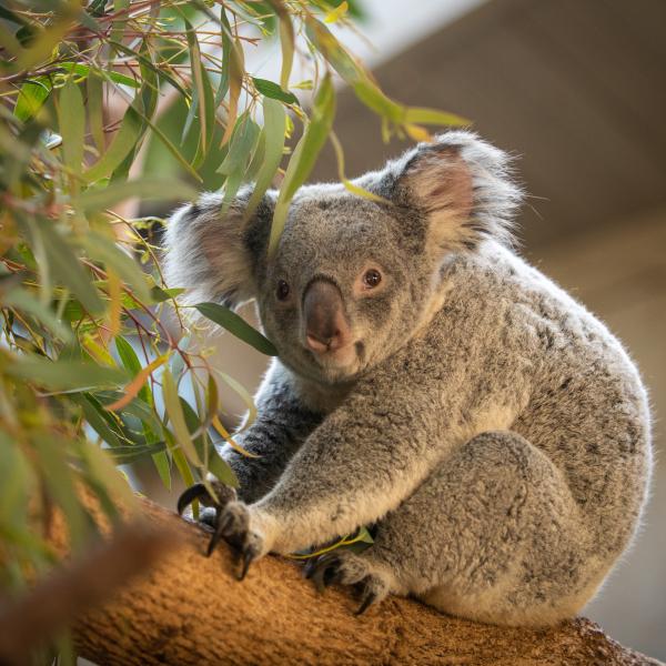 Koala | Columbus Zoo and Aquarium