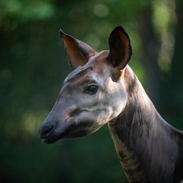Okapi | Columbus Zoo and Aquarium