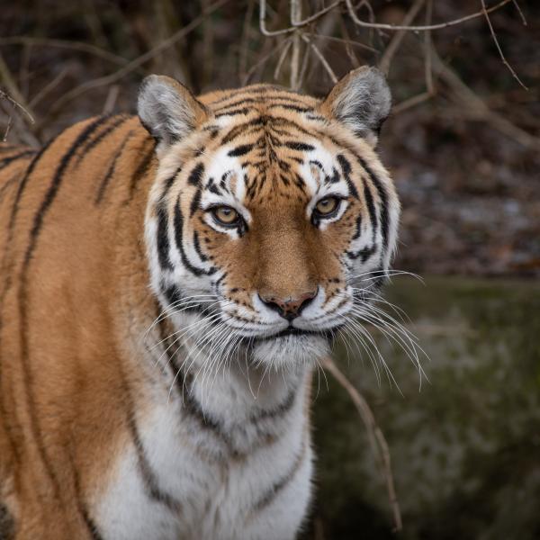 Amur Tiger | Columbus Zoo and Aquarium