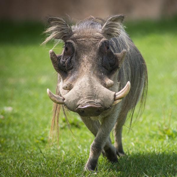 Common Warthog | Columbus Zoo and Aquarium