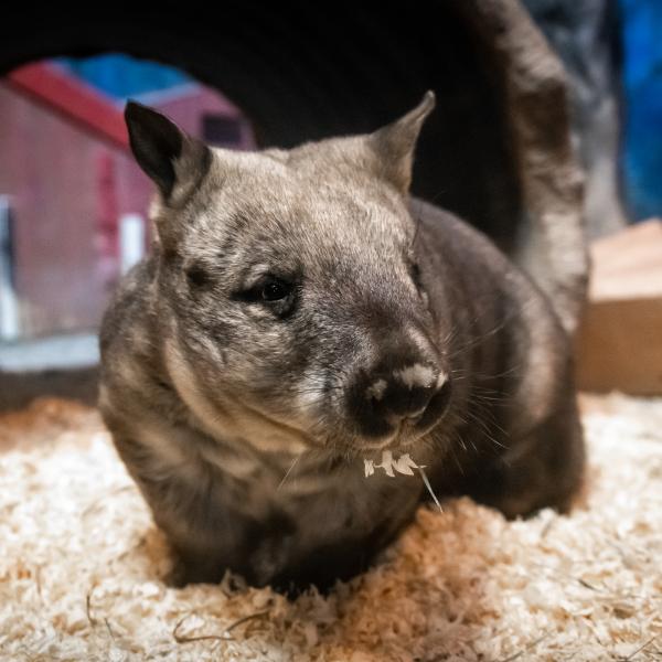 Columbus Zoo | Wombat