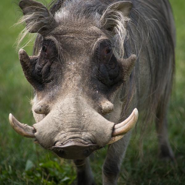 Common Warthog | Columbus Zoo and Aquarium