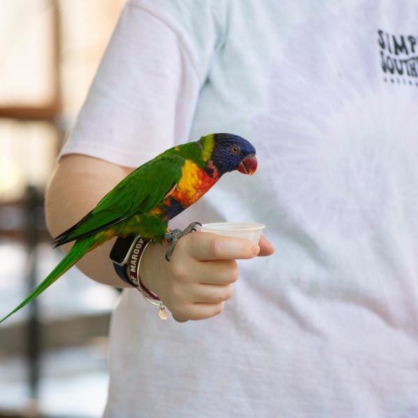 Lorikeet Aviary | Columbus Zoo and Aquarium
