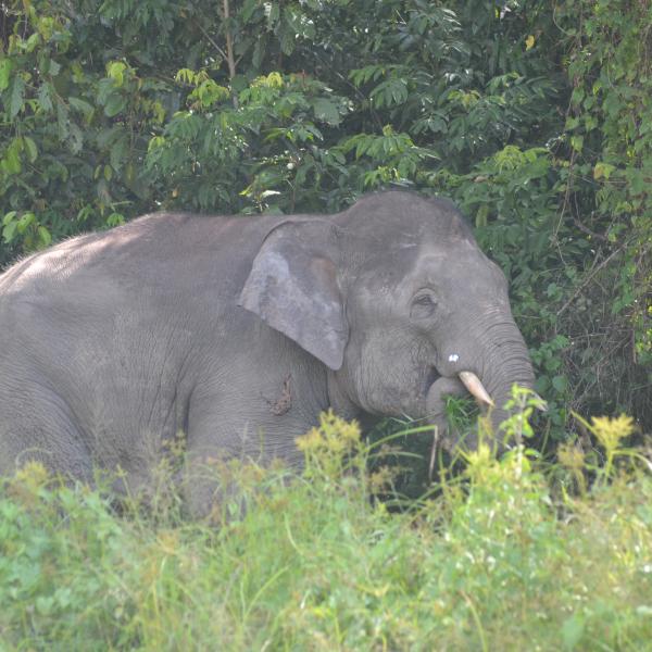 Conservation Programs | Columbus Zoo and Aquarium