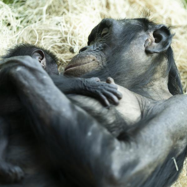 Nurturing Instincts at the Columbus Zoo: Bonobo Kibibi’s Story ...