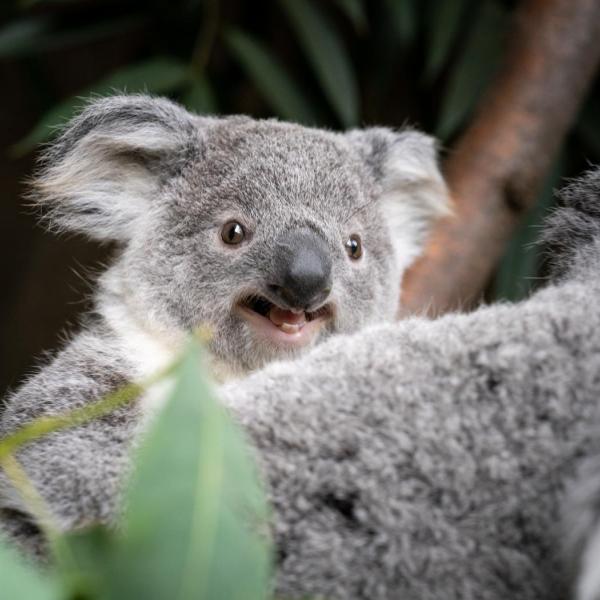 A Big Milestone for a Baby Koala at the Columbus Zoo | Columbus Zoo and ...