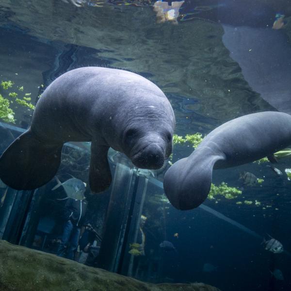 Five Manatees Successfully Rehabilitated at Two Ohio Zoos Flown Back to ...