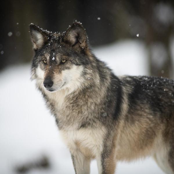 Mexican Wolves: Something to Howl About | Columbus Zoo and Aquarium