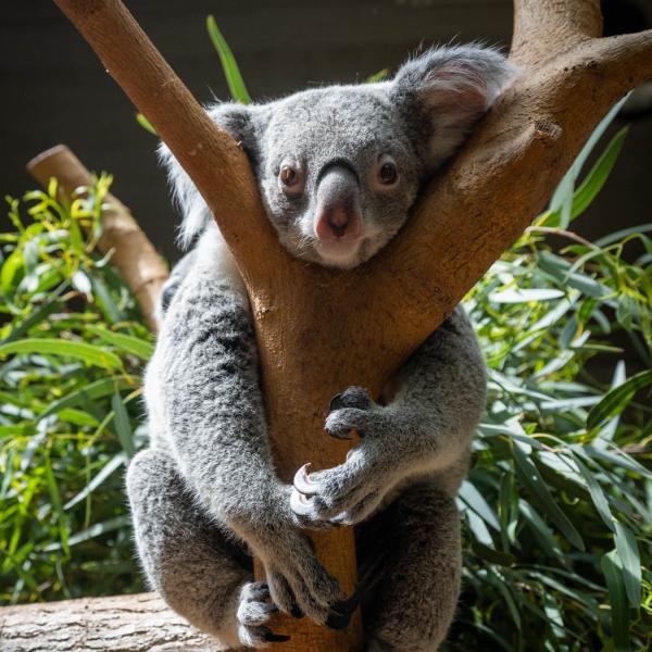 Koala Experience | Columbus Zoo and Aquarium