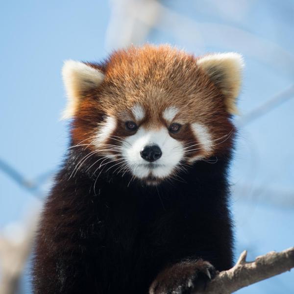 Red Panda Experience | Columbus Zoo and Aquarium