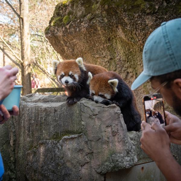 Red Panda Experience | Columbus Zoo and Aquarium