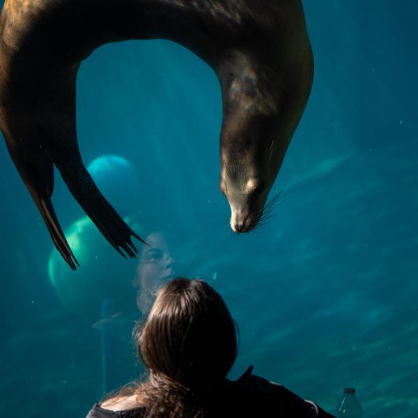 Columbus Zoo | Seal & Sea Lion Experience
