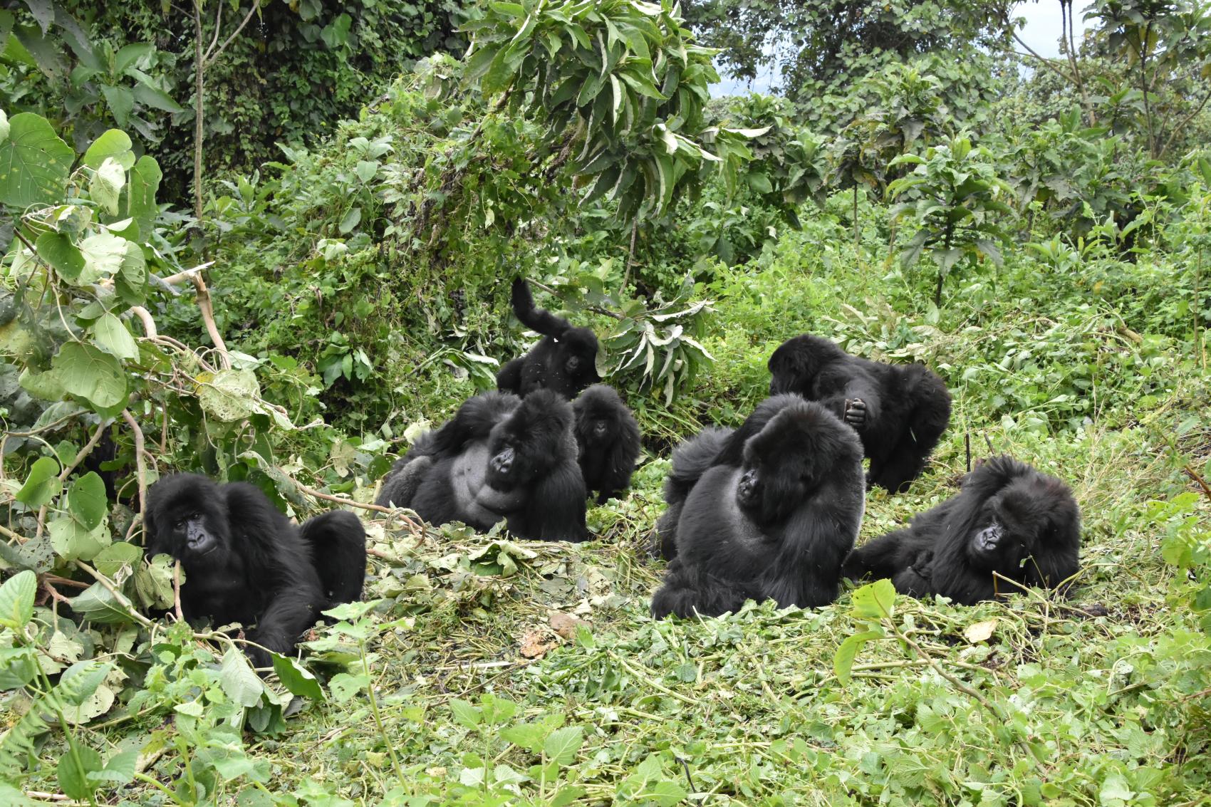 Gorilla Doctors in the DRC | Columbus Zoo and Aquarium