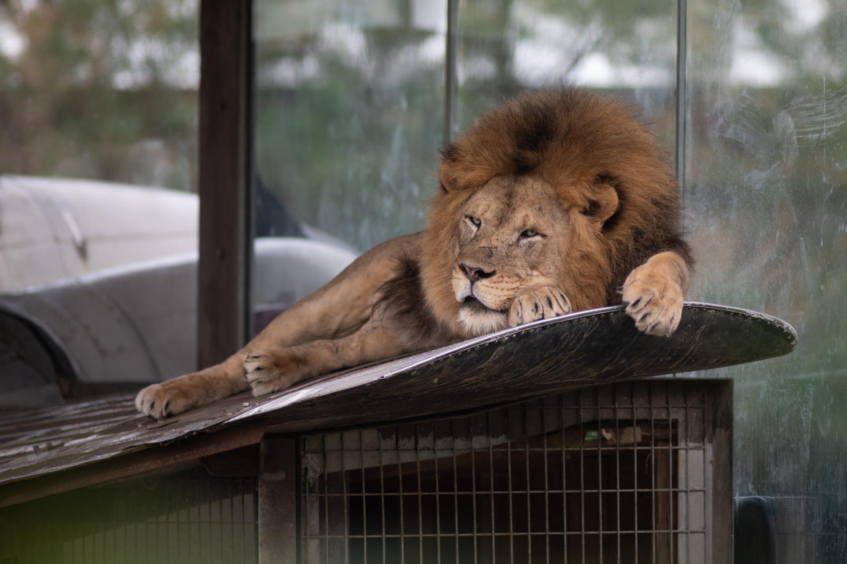 Columbus Zoo and Aquarium | Winter