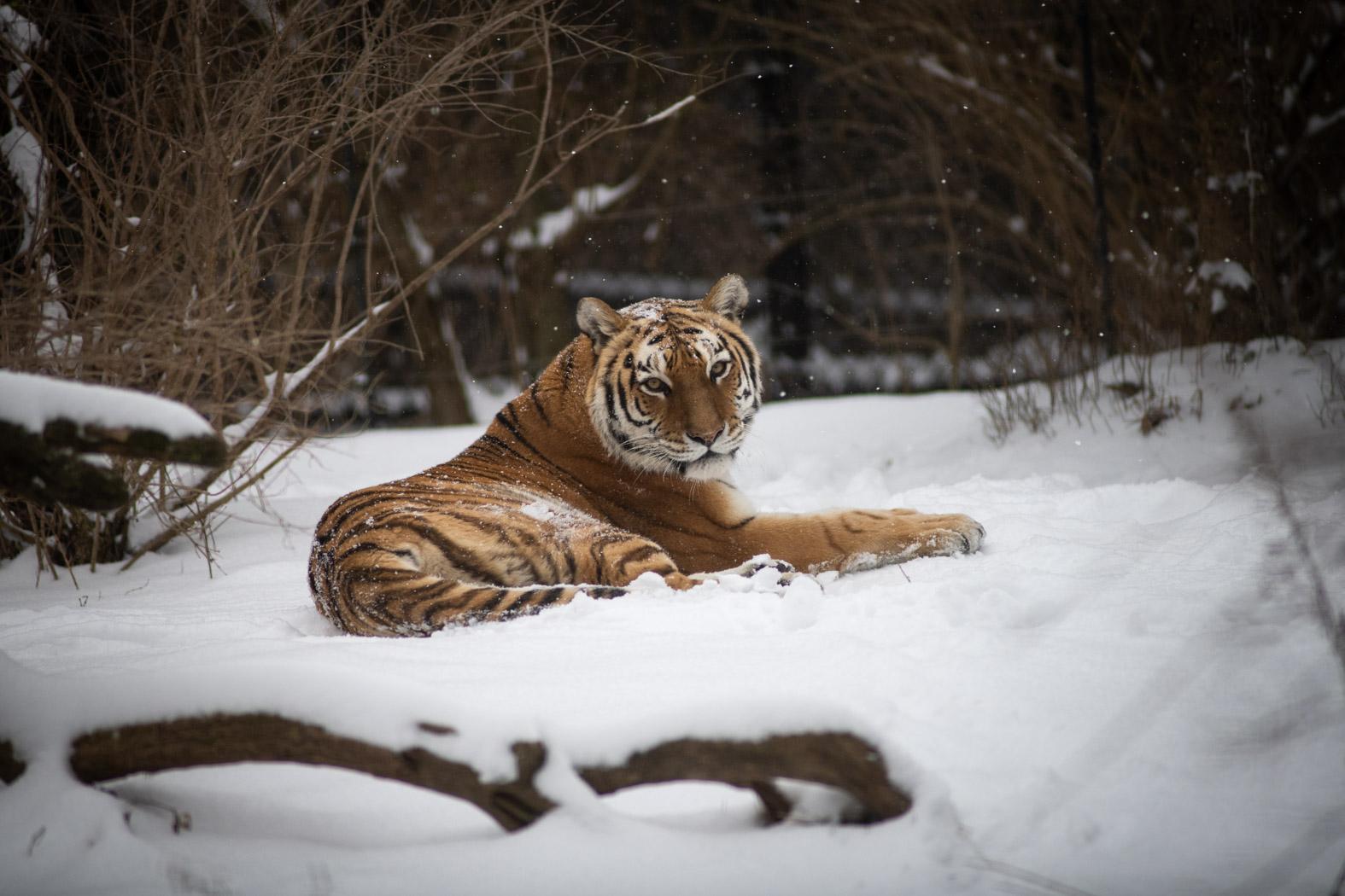 Columbus Zoo and Aquarium | Winter