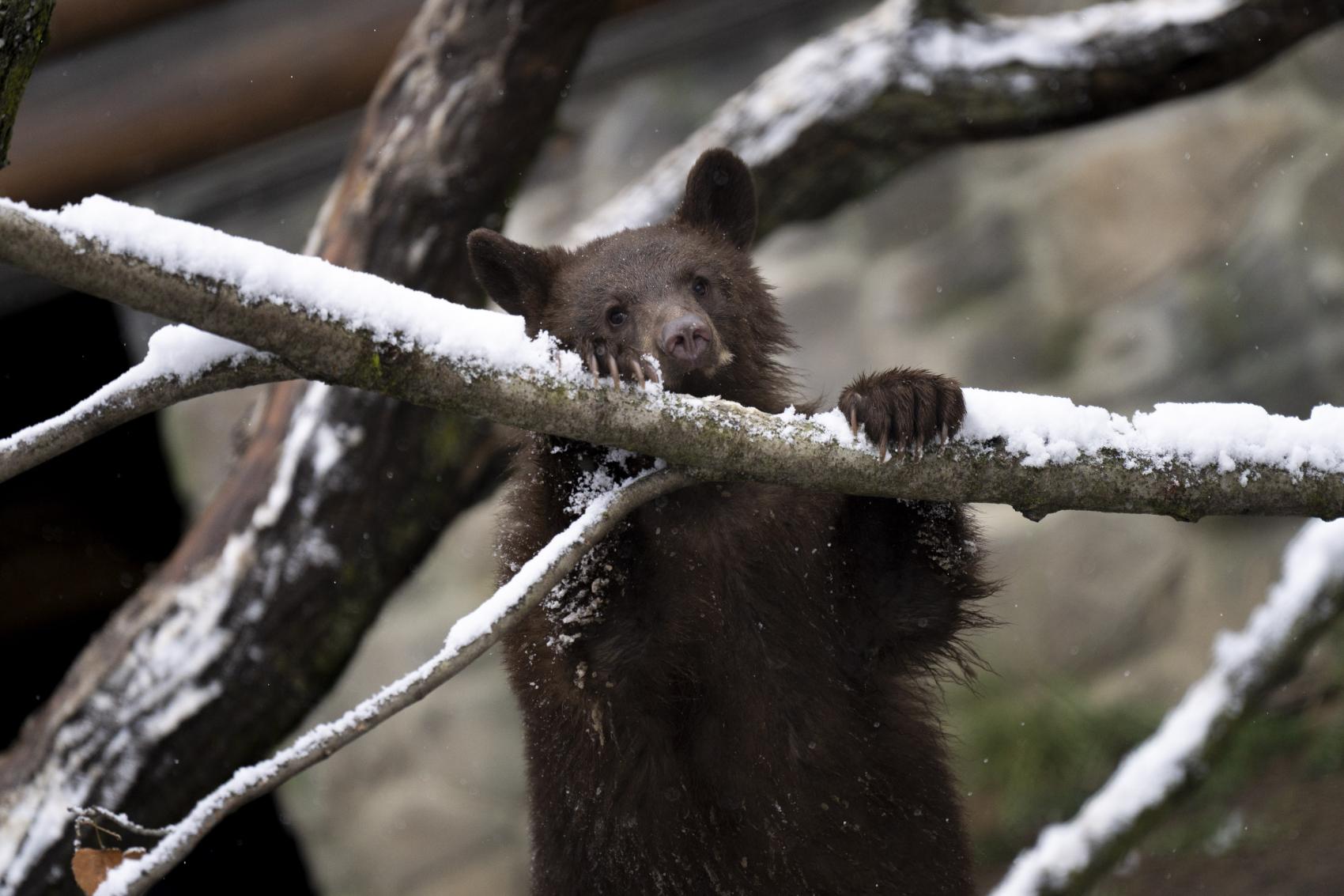 Columbus Zoo and Aquarium | Winter