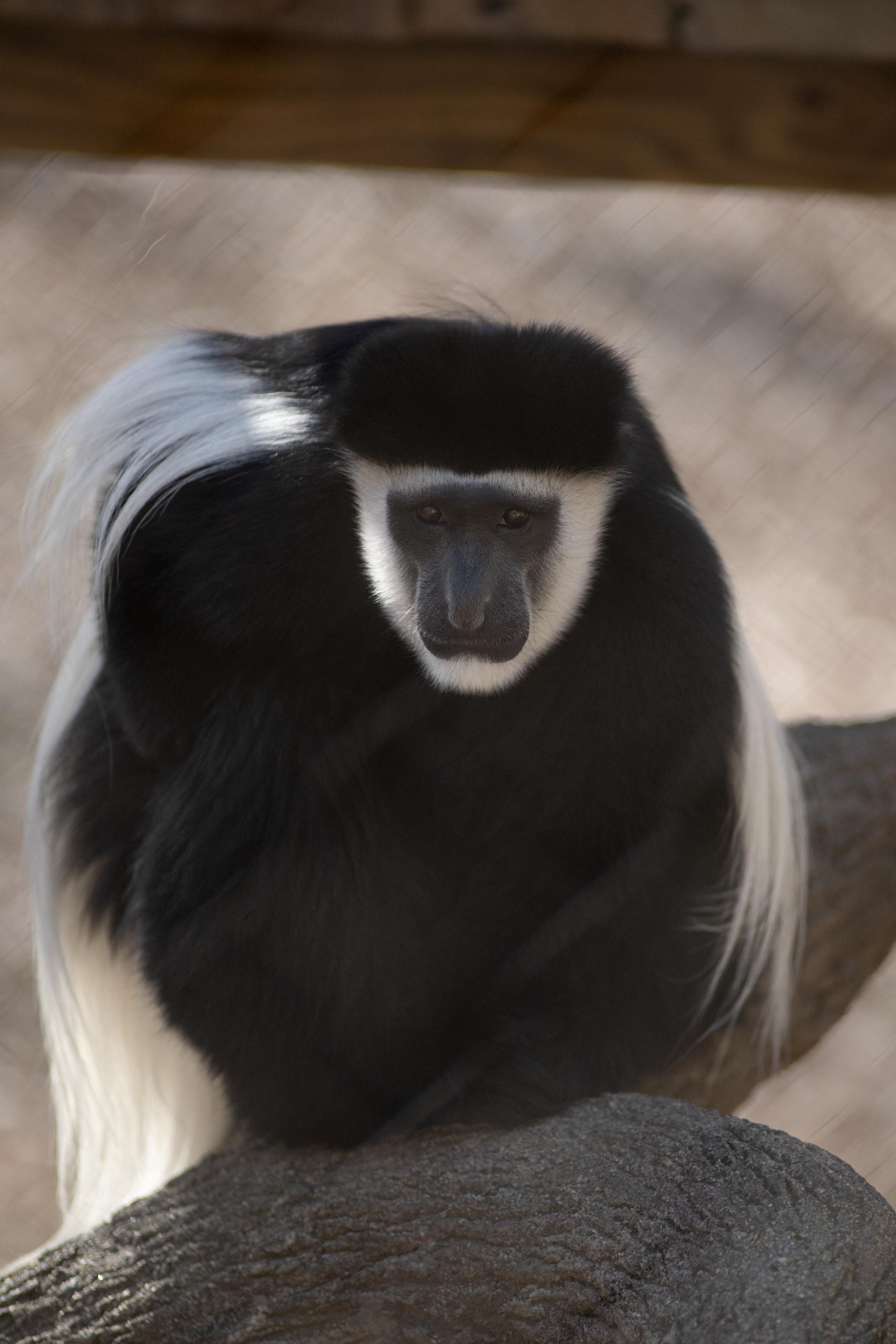 Congo Expedition | Columbus Zoo and Aquarium