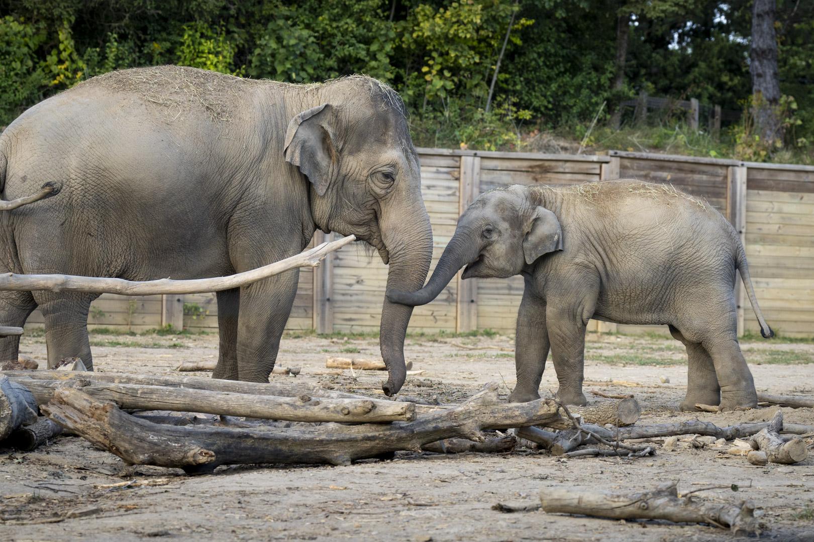 Columbus Zoo| Baby Elephant Updates