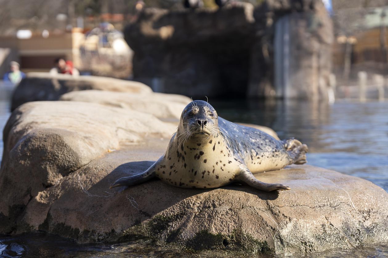 Columbus Zoo and Aquarium | Adventure Cove