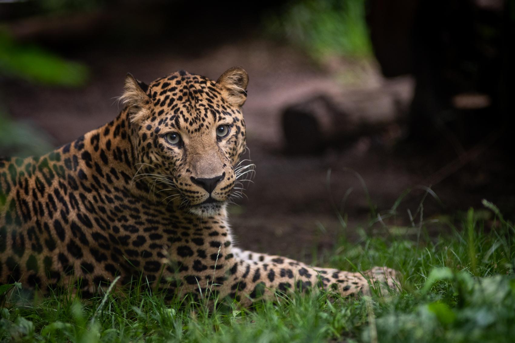 Congo Expedition | Columbus Zoo and Aquarium