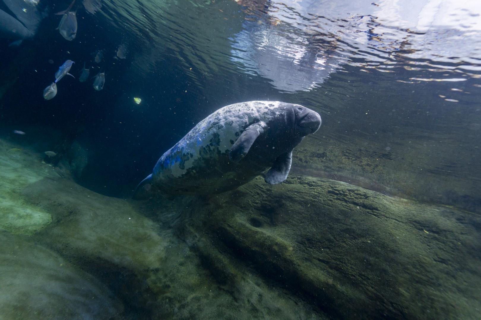 Columbus Zoo| Untamed