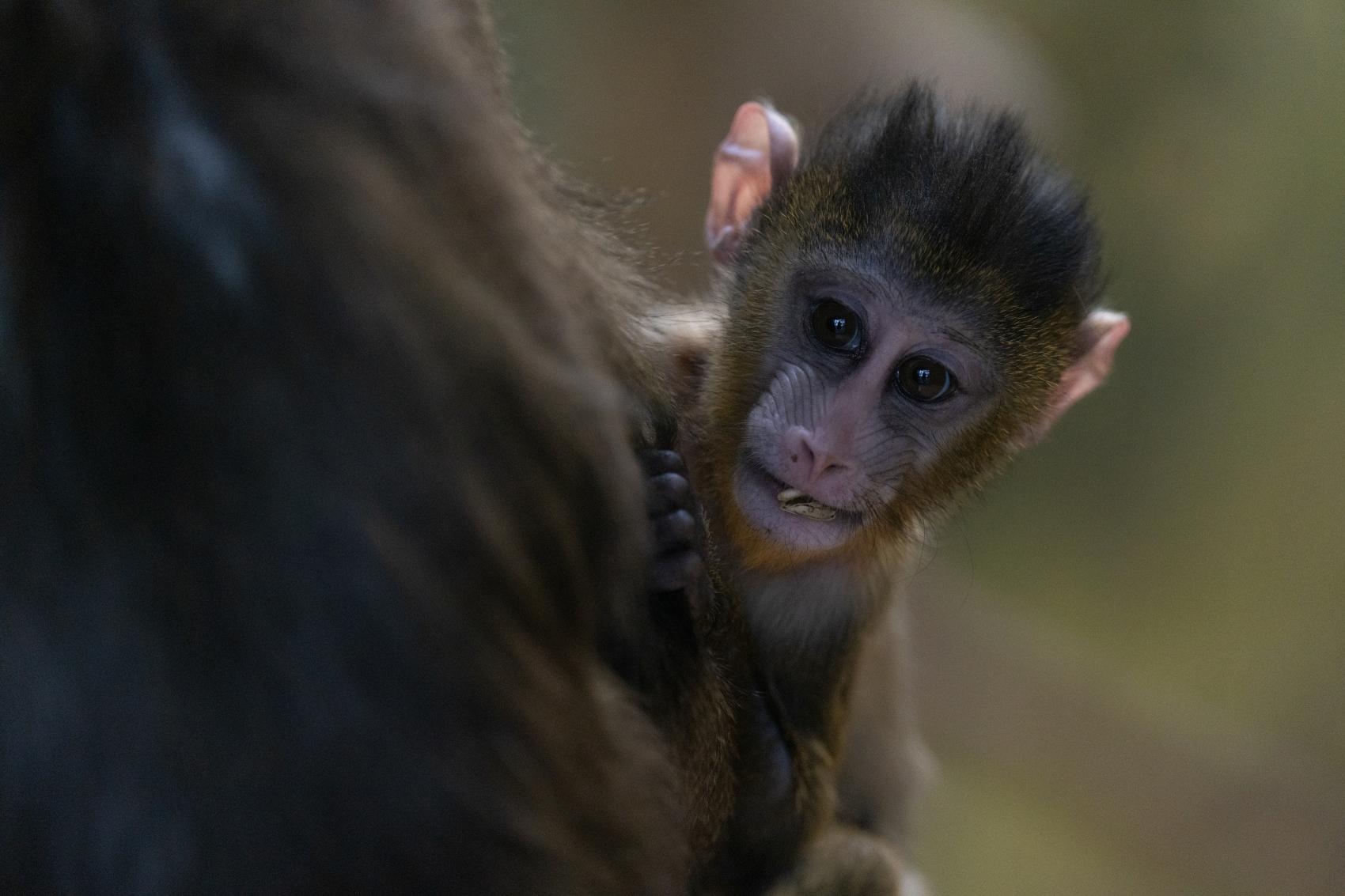 Columbus Zoo and Aquarium | Winter