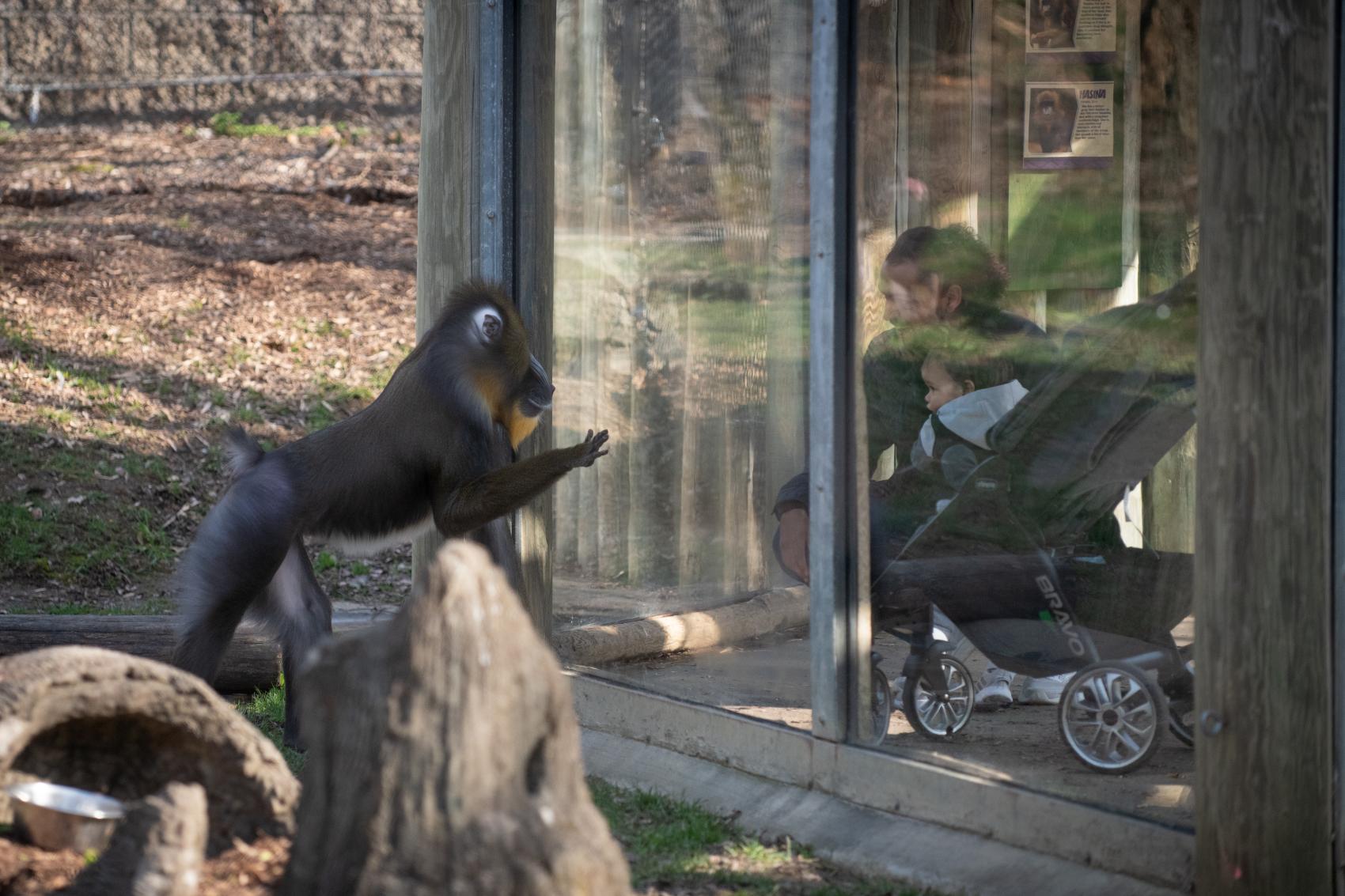Congo Expedition | Columbus Zoo and Aquarium