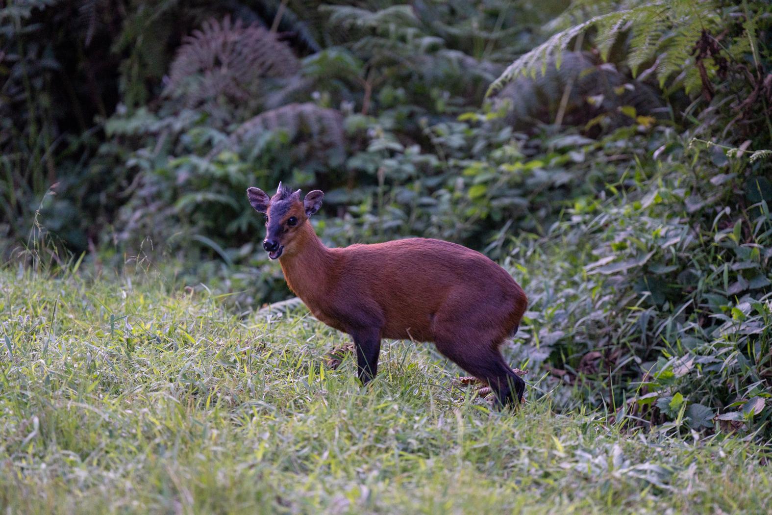 Through The Lens: A Columbus Zoo Photographer's Journey To Rwanda ...