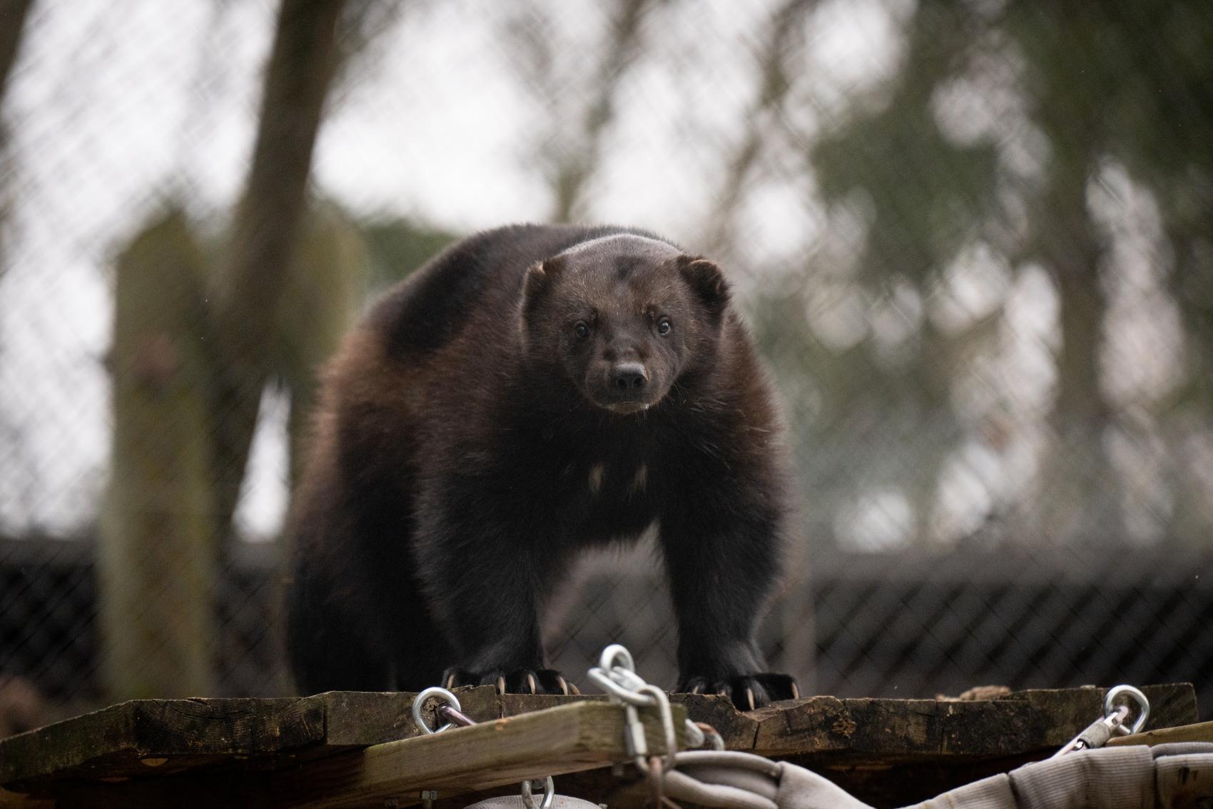 North America Trek | Columbus Zoo and Aquarium