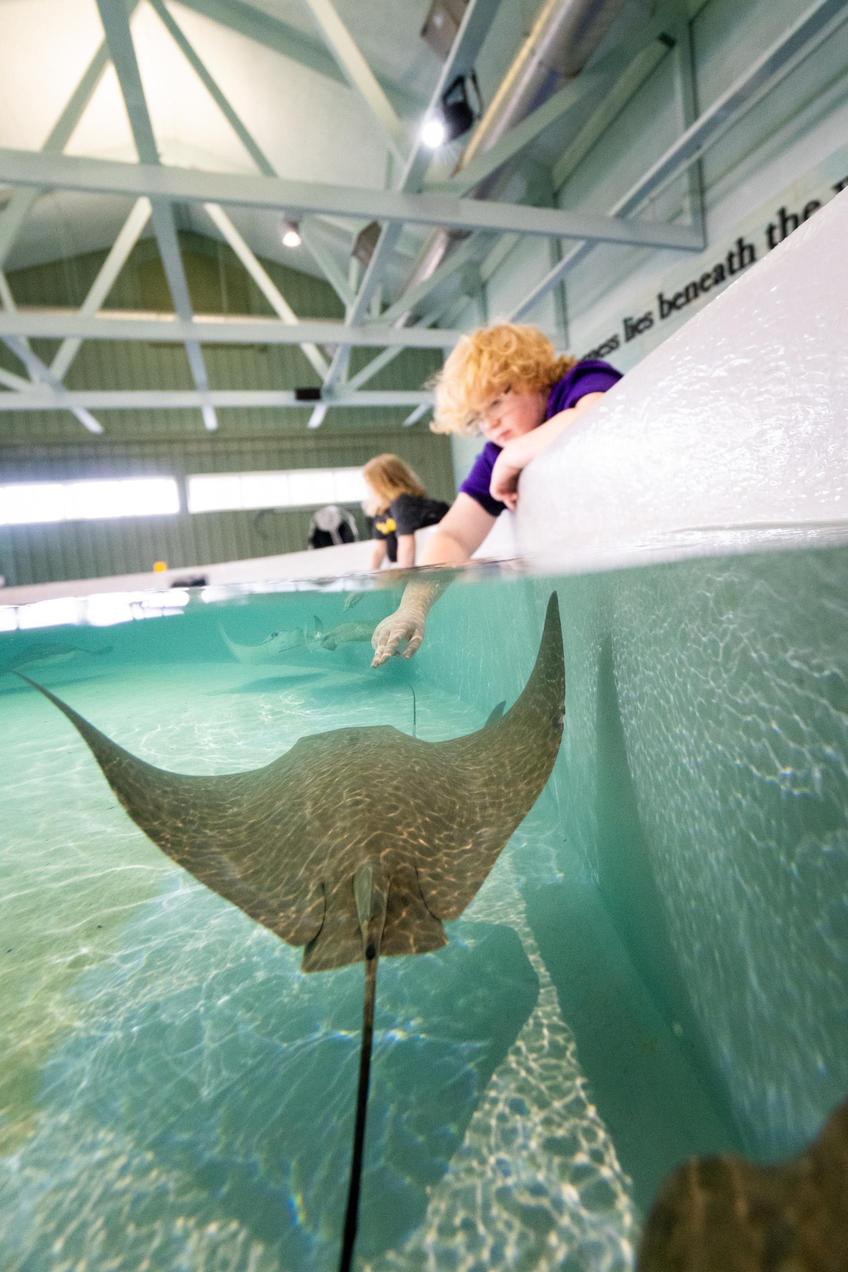 Stingray Bay | Columbus Zoo and Aquarium