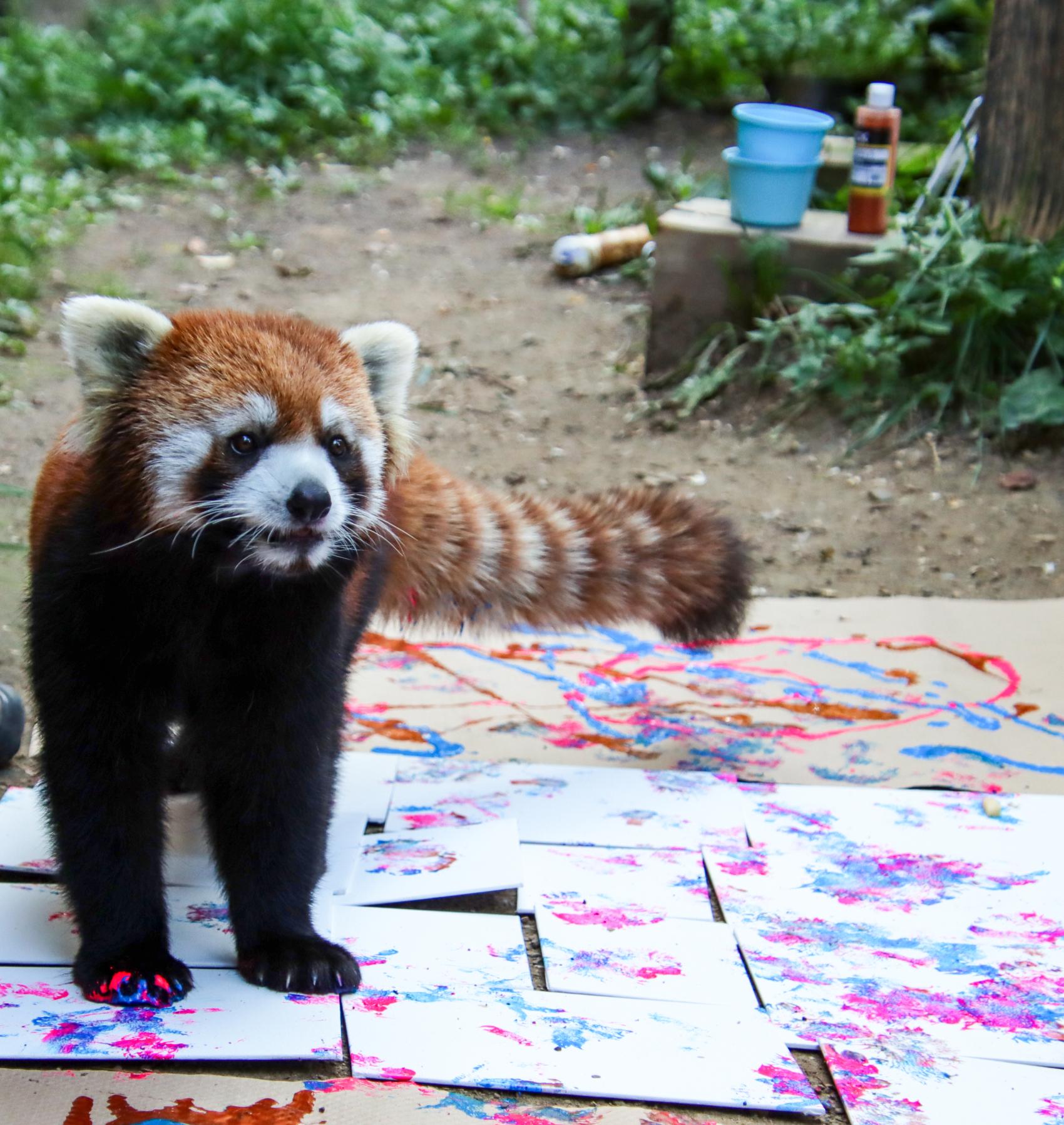 Red Panda Paintings | Columbus Zoo and Aquarium