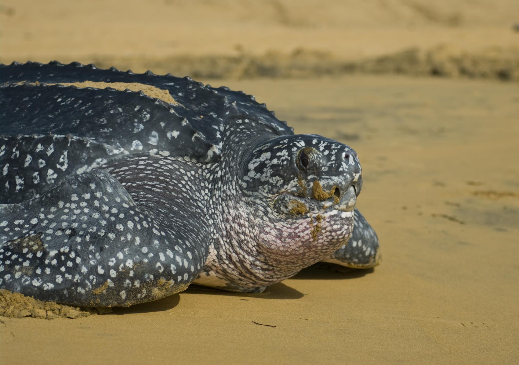 Wider Caribbean Sea Turtle Conservation Network | Columbus Zoo and Aquarium
