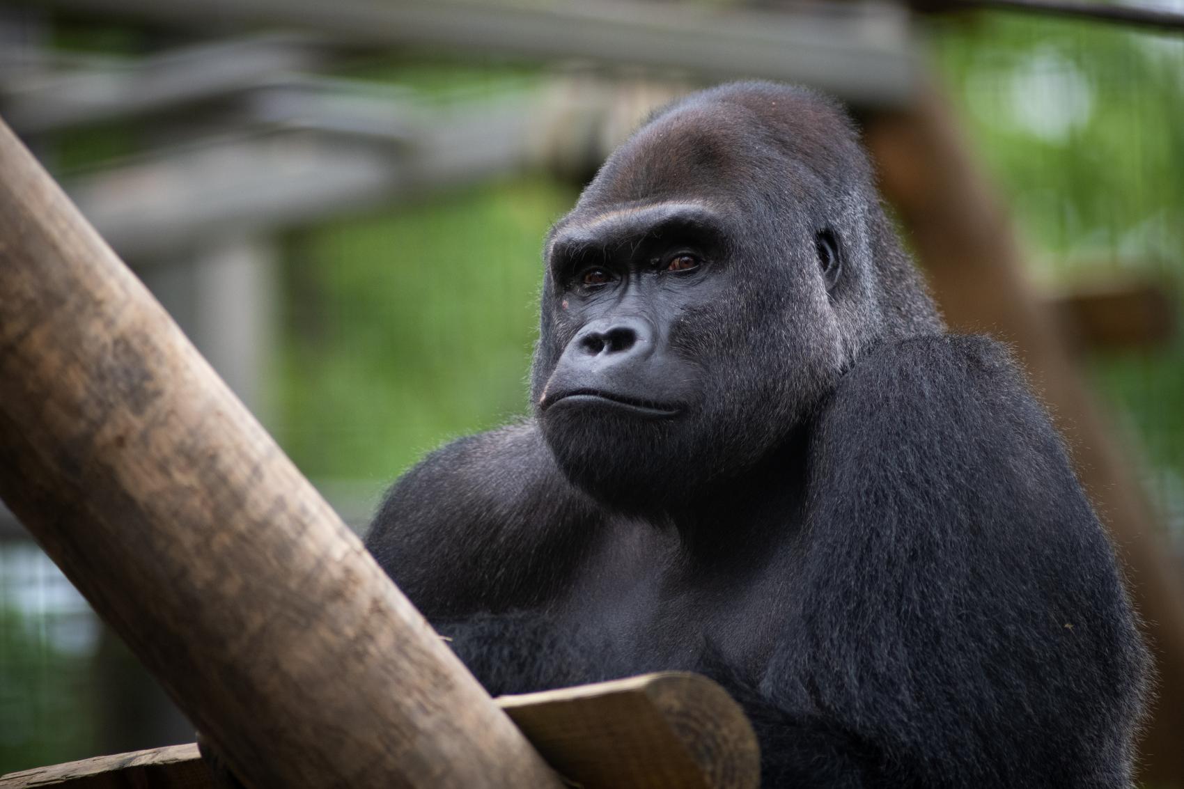 Goualougo Triangle Ape Project (GTAP) | Columbus Zoo and Aquarium