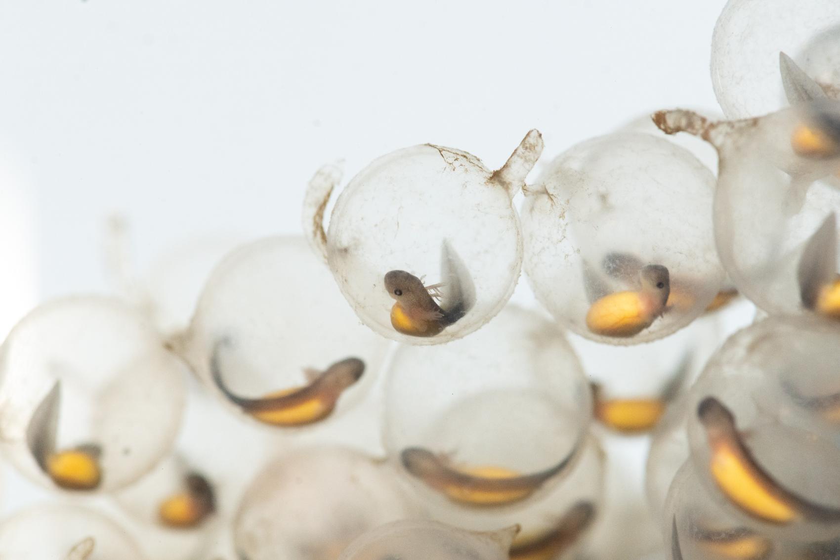 Ohio Hellbender Partnership | Columbus Zoo and Aquarium