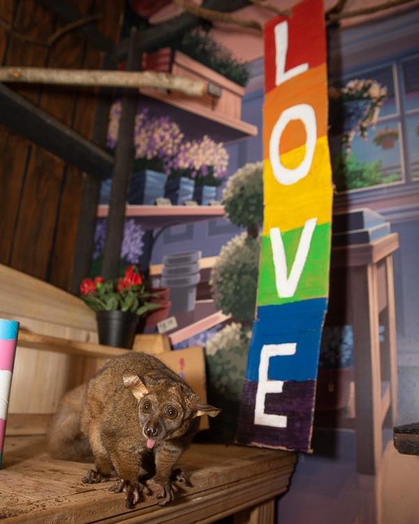 We're Wild About Pride | Columbus Zoo and Aquarium