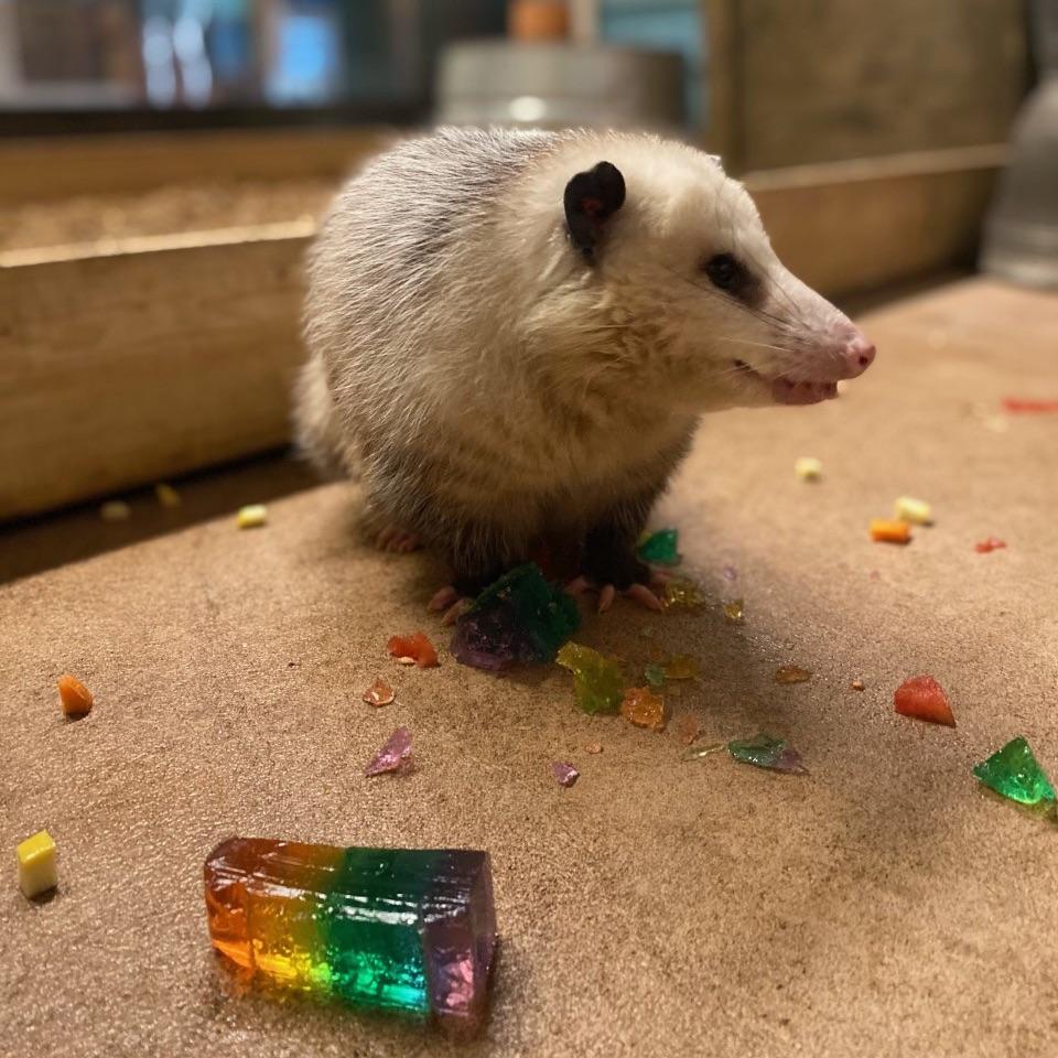 We're Wild About Pride | Columbus Zoo and Aquarium