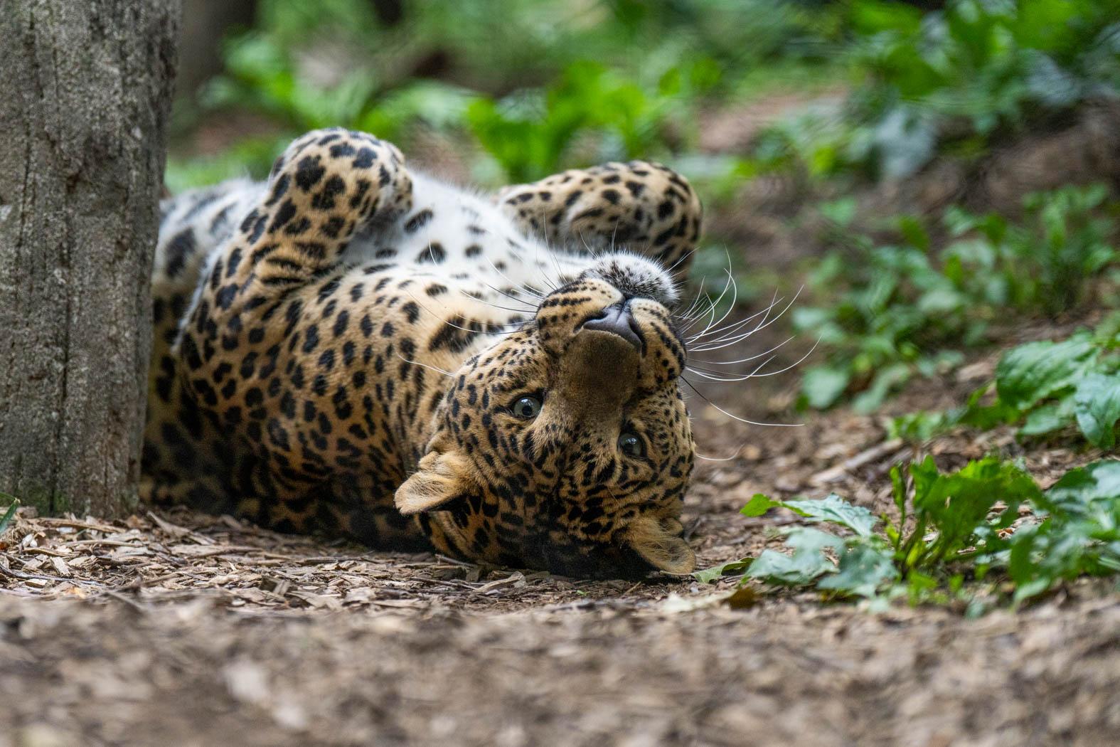 Which BIG Cat is Which?! | Columbus Zoo and Aquarium