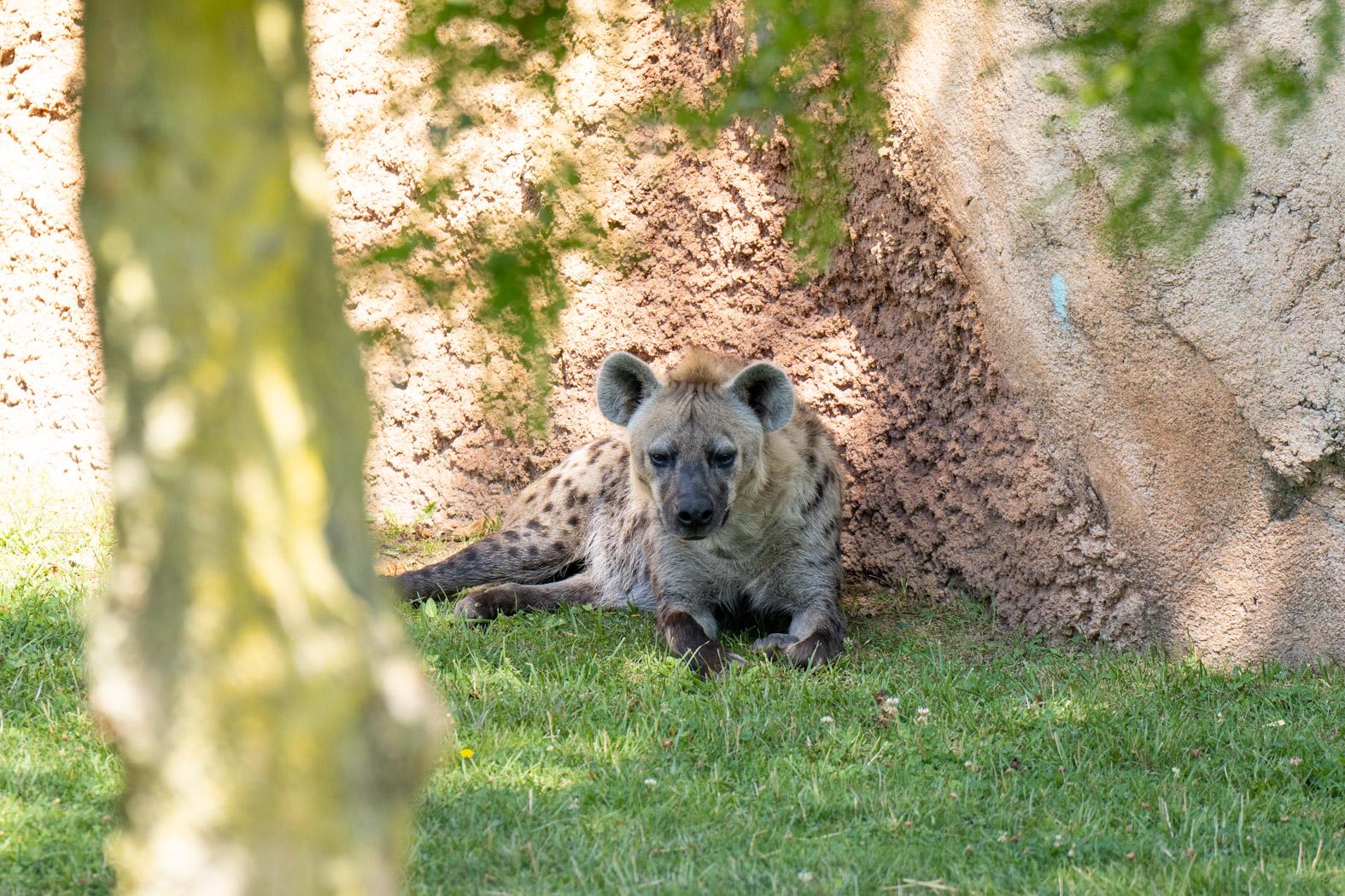 Animal Nutrition at the Columbus Zoo: Feeding Carnivores | Columbus Zoo ...