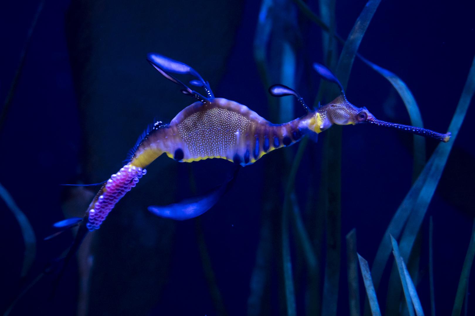 Columbus Zoo and Aquarium Hits Milestone With First Ever Successful ...