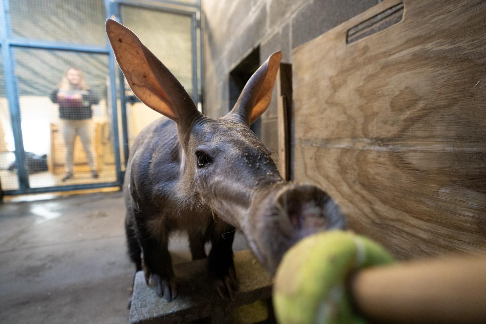 Training Tales: Targets | Columbus Zoo and Aquarium