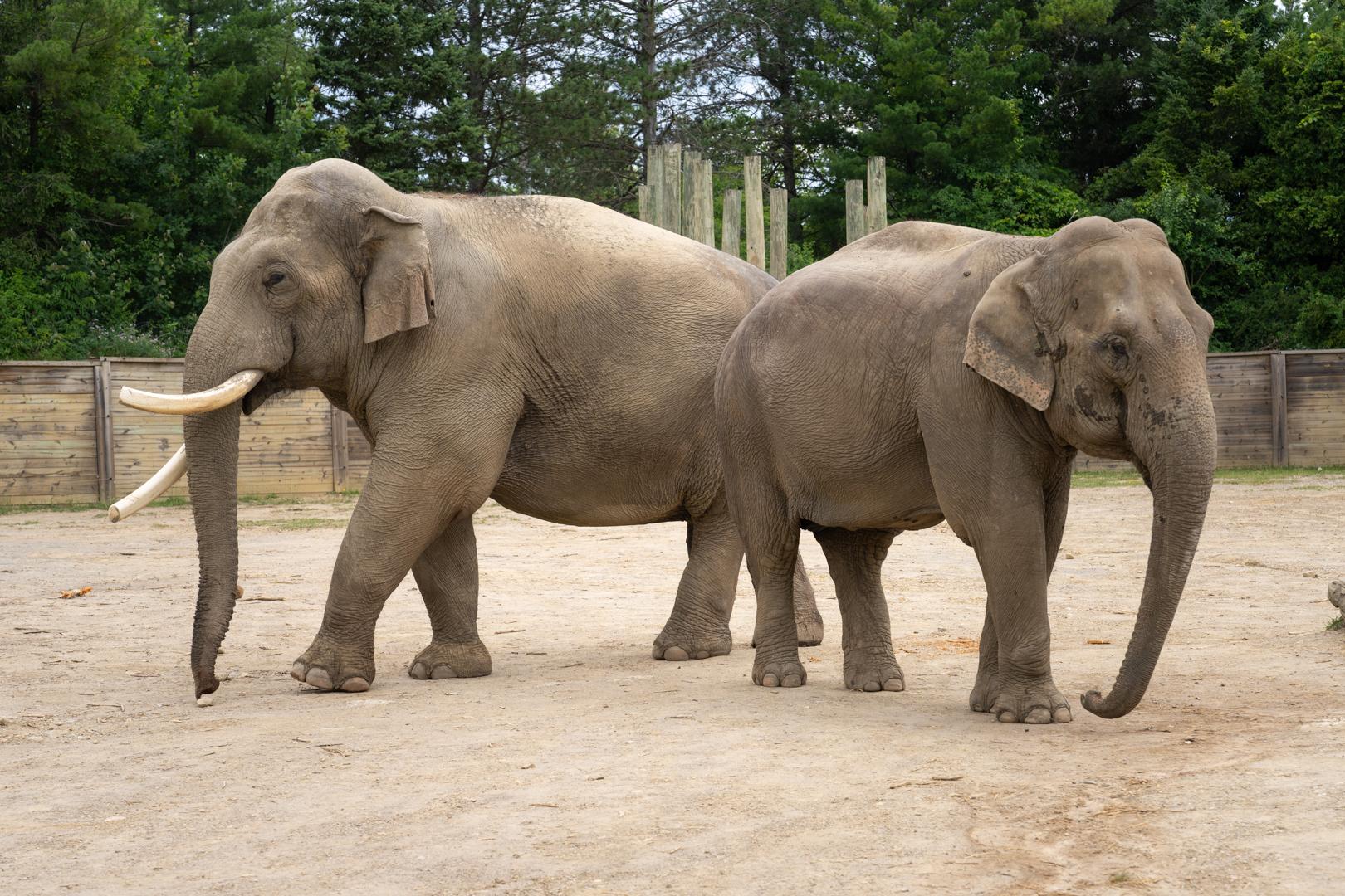 Longtime Columbus Zoo and Aquarium Residents, Elephants Hank and Connie ...
