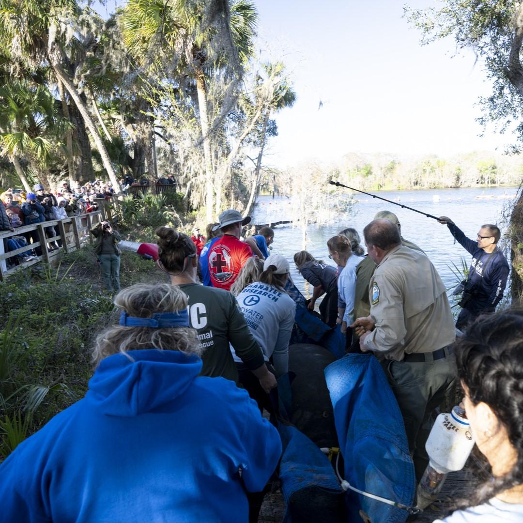 Five Rehabilitated Manatees Return to Florida Waters After Several ...