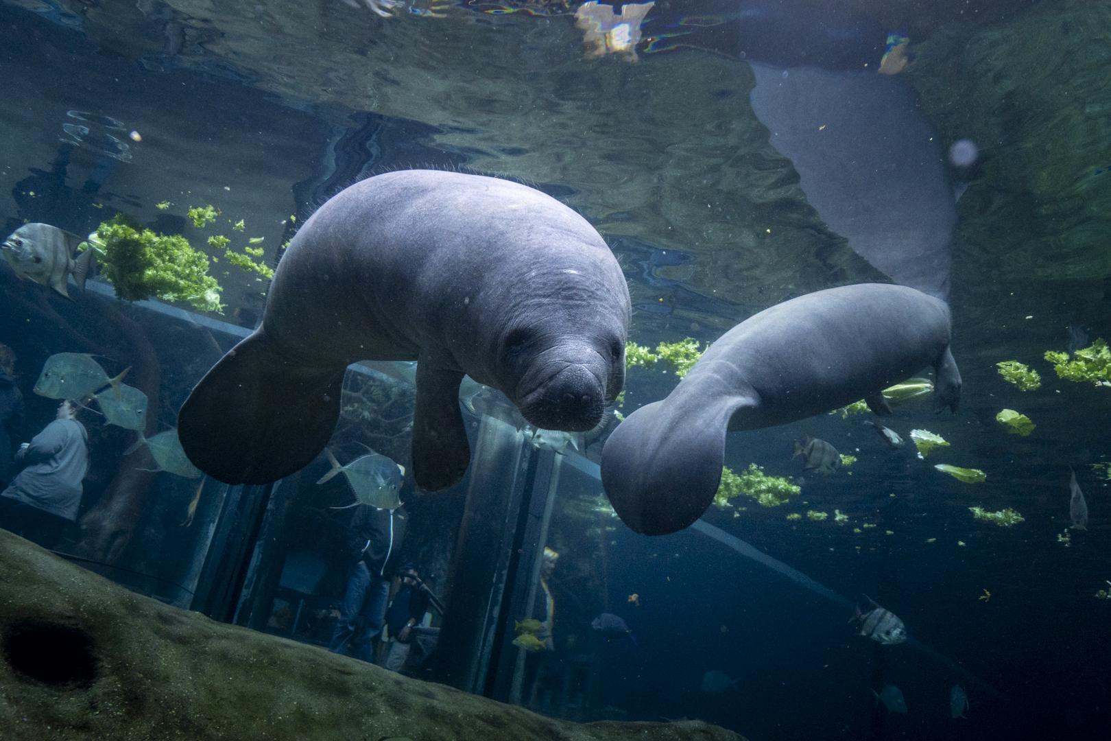 Five Manatees Successfully Rehabilitated at Two Ohio Zoos Flown Back to ...