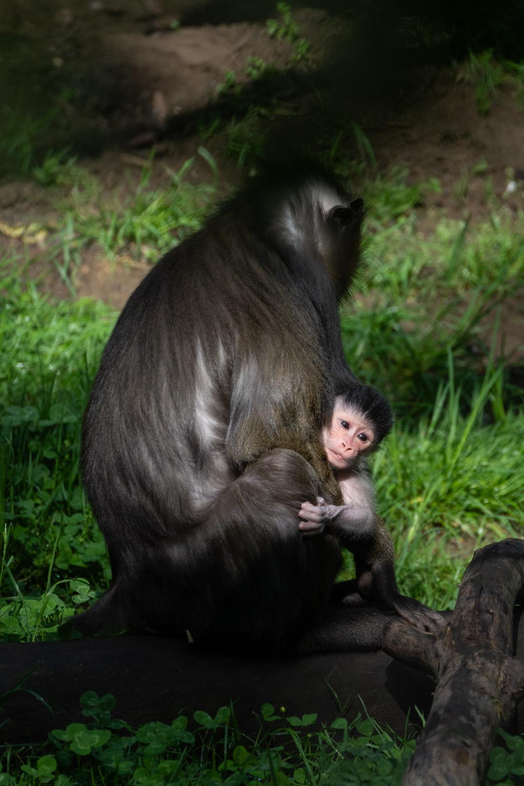 A Columbus Zoo's "Link" to Mandrill Conservation | Columbus Zoo and ...