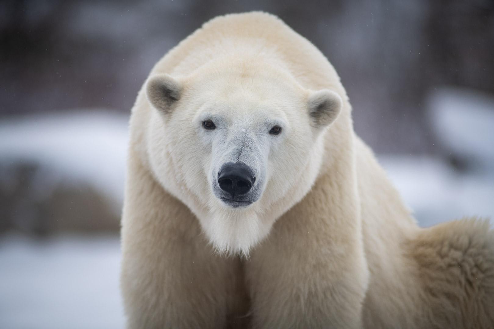 Bearing Hope: Polar Bear Denning at the Columbus Zoo | Columbus Zoo and ...