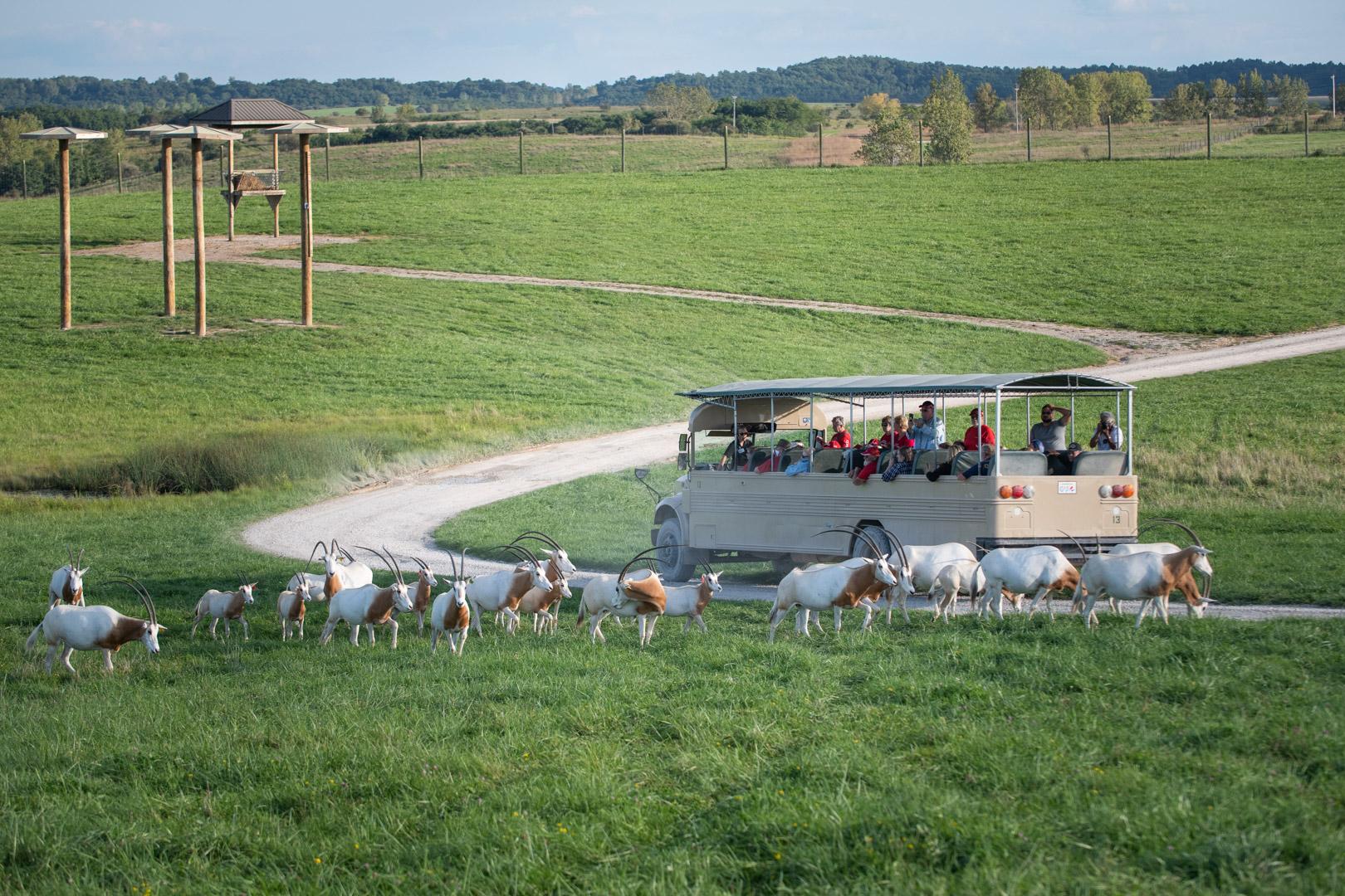 World Association of Zoos and Aquariums Welcomes The Wilds as Member of ...