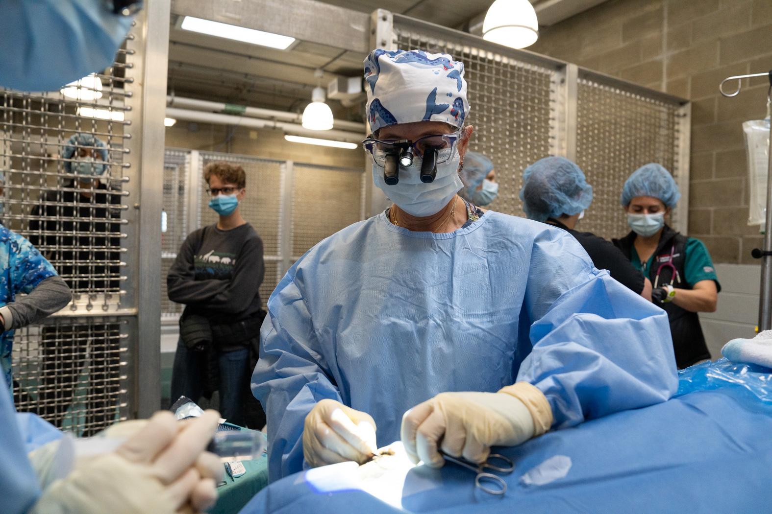 Sea Lion Vision Restoration: A Glimpse into Cataract Surgery at the ...