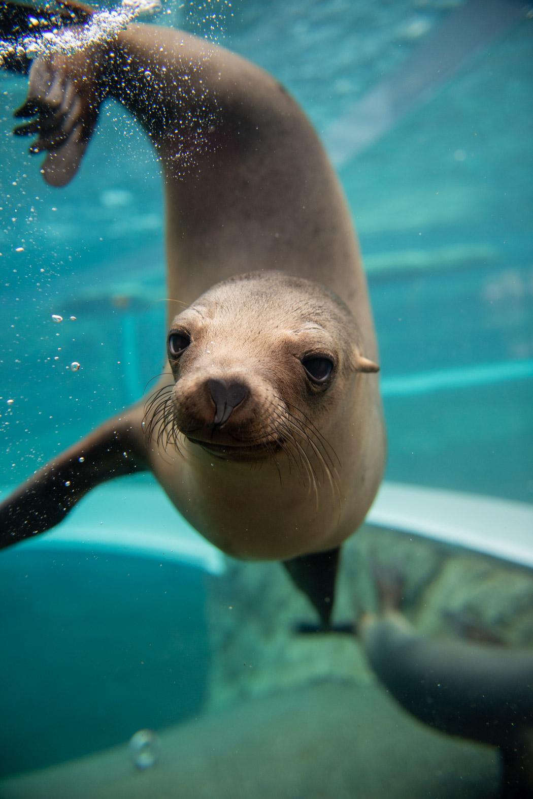 A Ray of "Sunshine": One Sea Lion's Story at the Columbus Zoo ...
